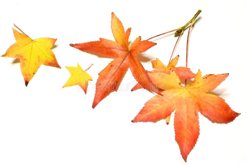 Autumn Colorful Falling Maple Leaves Isolated on White Background Stock ...