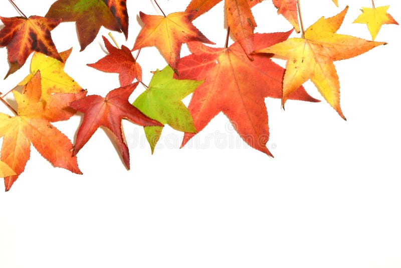 Autumn Colorful Falling Maple Leaves Isolated on White Background Stock ...