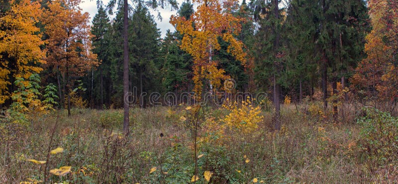 Autumn Colorful Forest Full of Trees Stock Photo - Image of beautiful ...