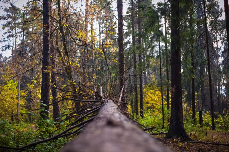 Autumn Colorful Forest Full of Trees Stock Photo - Image of nature ...