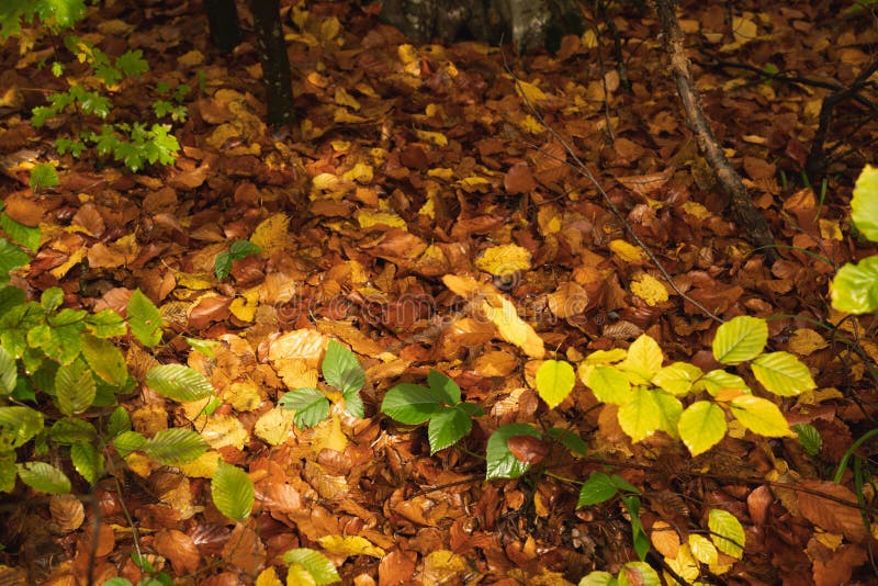 Autumn Colorful Leaves on the Ground in the Forest Stock Image - Image ...