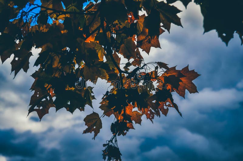 Autumn, Colorful Leaves, Parks Full of Colorful Trees Stock Photo ...