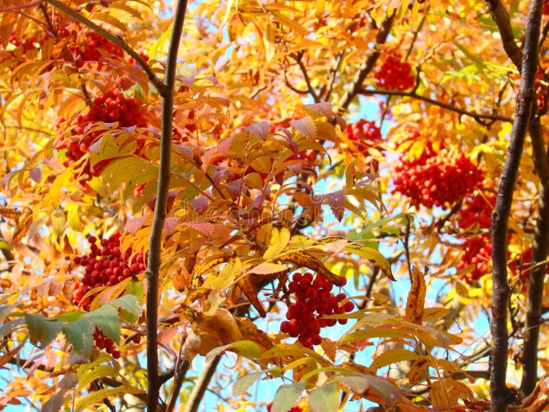 Autumn colorful rowan tree stock image. Image of twigs - 118331823