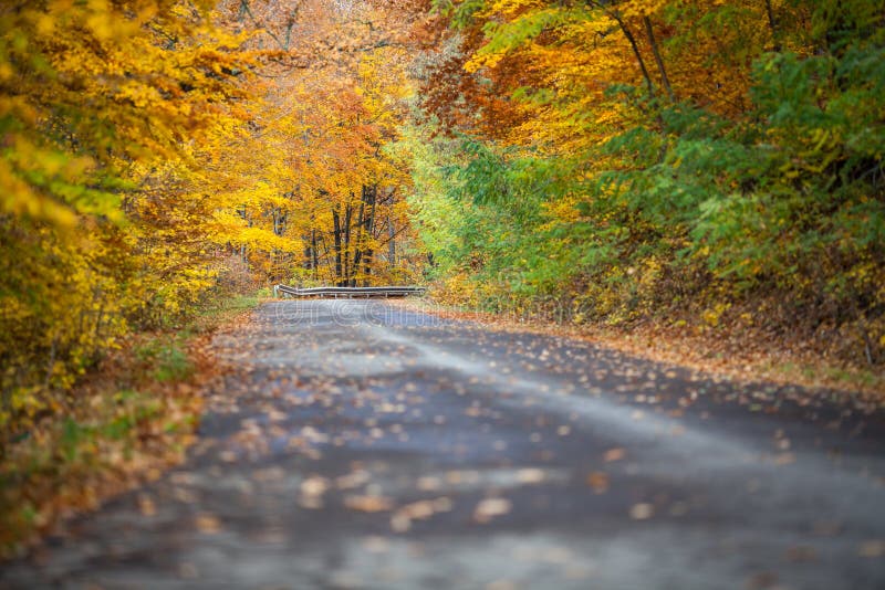 Autumn Colorful Trees Near the Road Stock Image - Image of golden ...