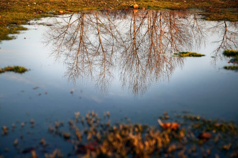 Autumn Colorful Trees Reflected in the Water Stock Photo - Image of ...