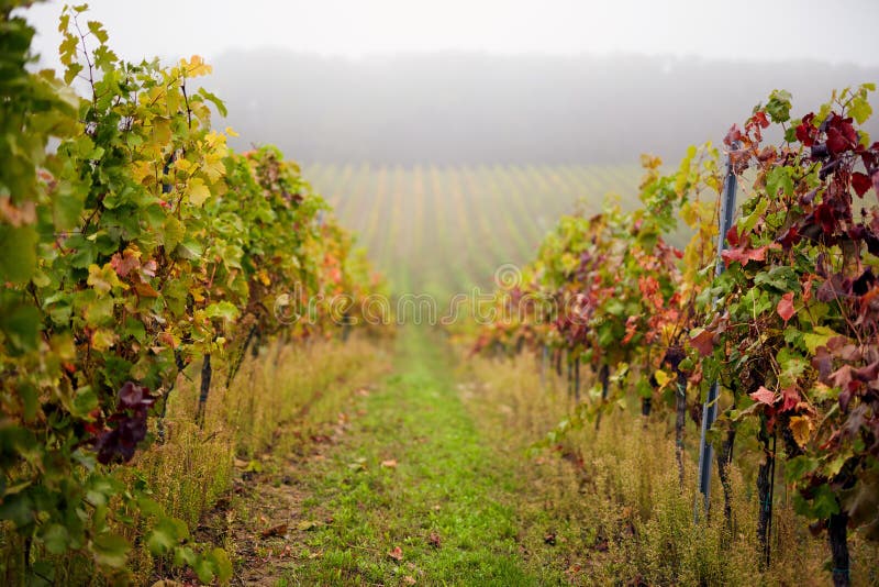 Autumn Colorful Vineyards with Fog Stock Image - Image of agriculture ...