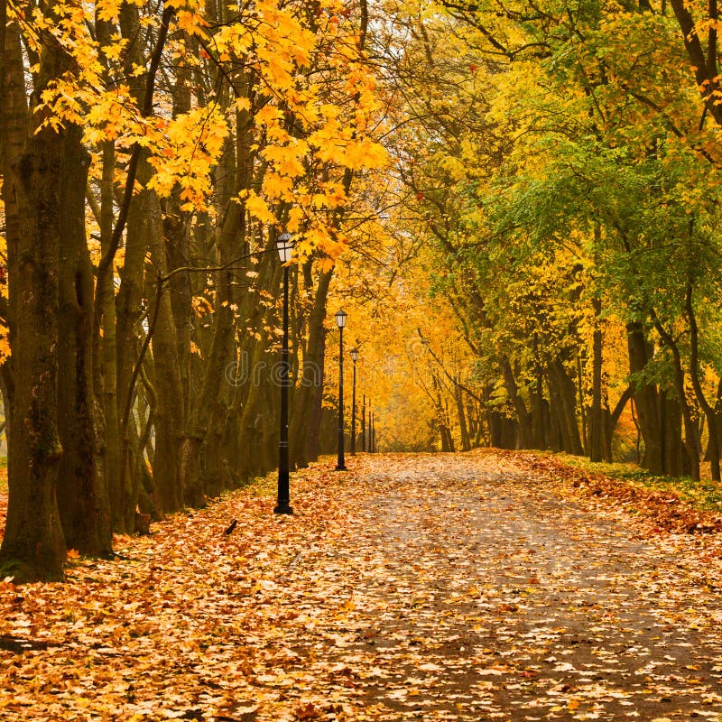 Autumn colors stock photo. Image of footpath, tree, leaf - 10754996