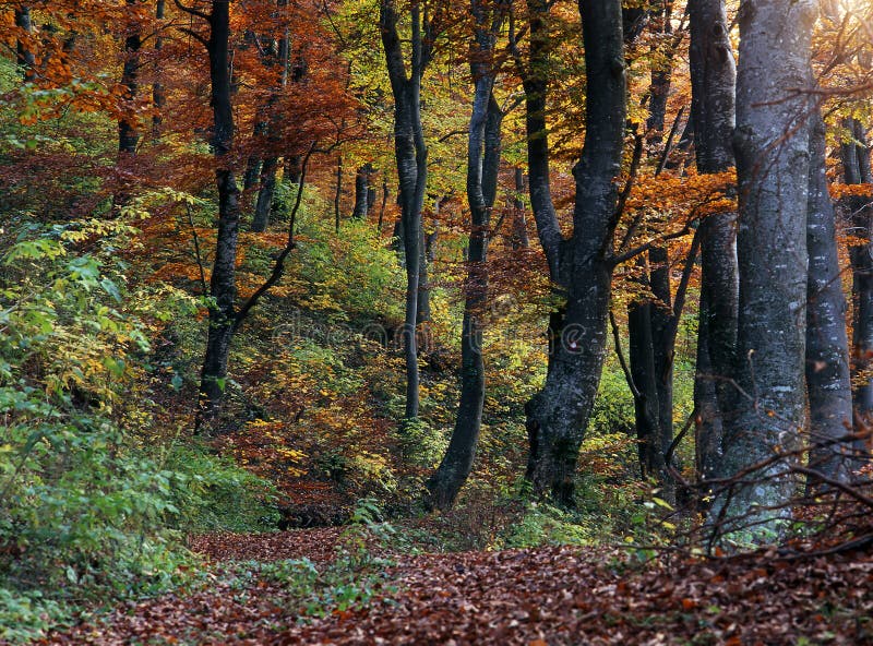 Autumn colors stock image. Image of autumn, rest, calendar - 1229277