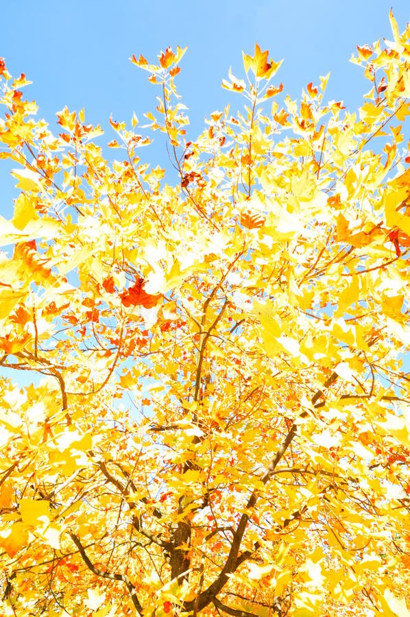 Autumn oak stock photo. Image of dreaming, small, leaves - 16707072