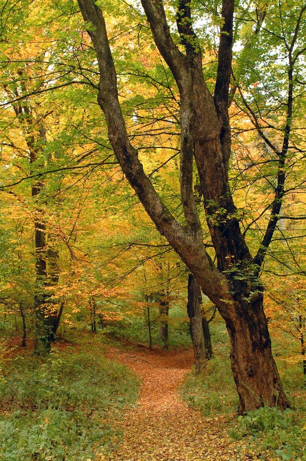 22,535 Temperate Forest Stock Photos - Free & Royalty-Free Stock Photos ...