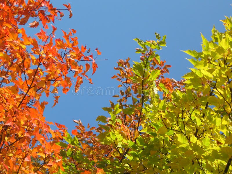Autumn colors stock image. Image of bright, leaves, fall - 6466595