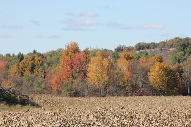 Autumn Colors Along Tree Line Stock Photo - Image of color, nature ...