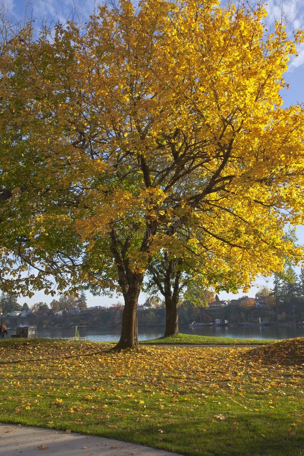 Autumn Colors in Blue Lake Park Oregon. Stock Photo - Image of walks ...