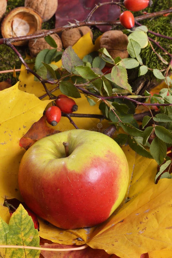 Autumn colors stock image. Image of beauty, apple, flora - 35453149