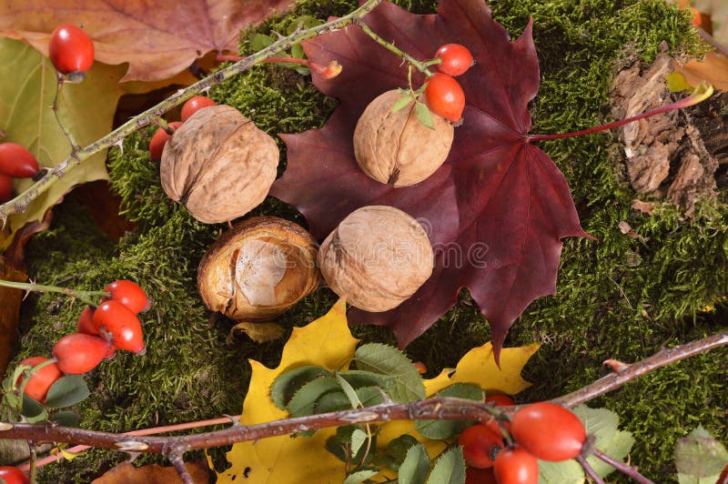 Autumn colors stock image. Image of beauty, color, branch - 34992773