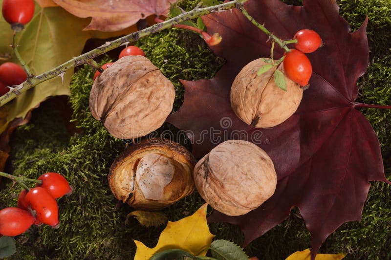 Autumn colors stock image. Image of macro, fall, gold - 35452901