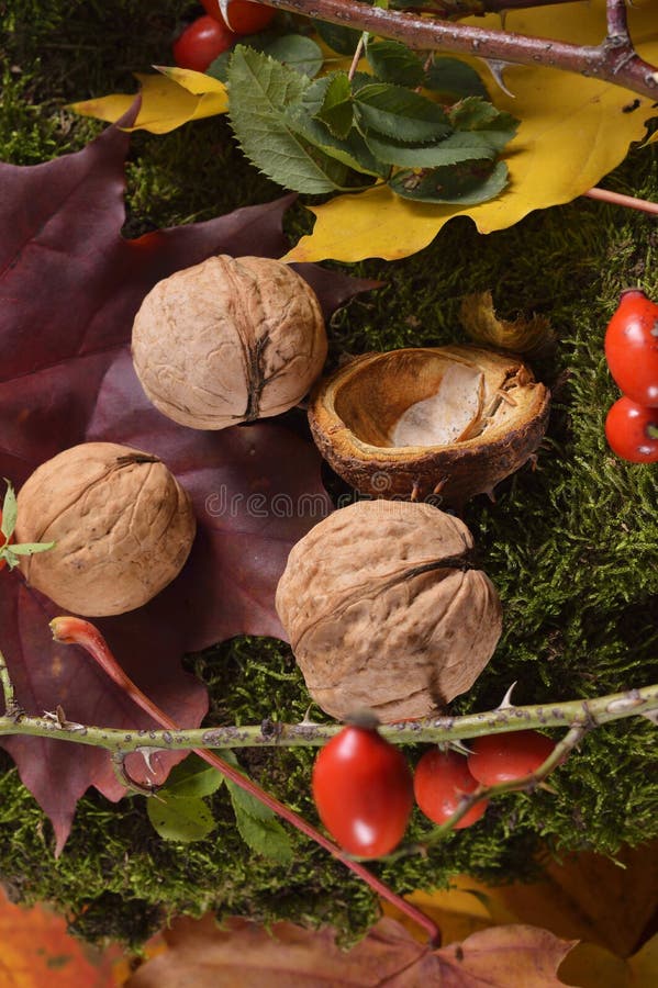 Autumn colors stock photo. Image of branch, nuts, colorful - 35453072