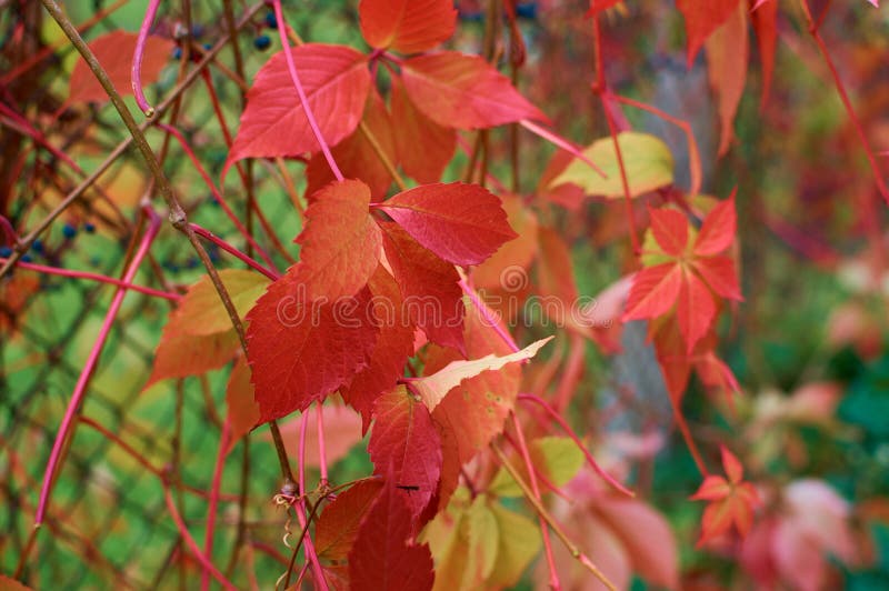 Autumn Colors. Bright Red Grape Leaves on the Fence Stock Photo - Image ...