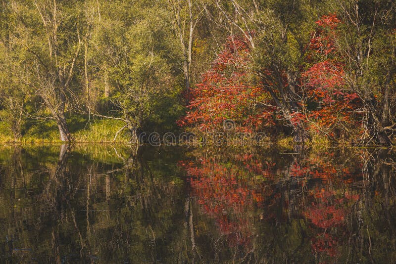Autumn Colors. Colorful Trees with Pond, Reflection Stock Image - Image ...