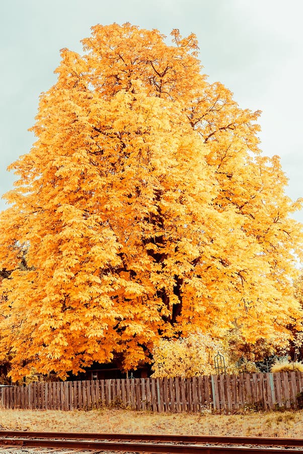 Autumn Colors in Portland, Oregon Stock Photo - Image of trees, autumn ...