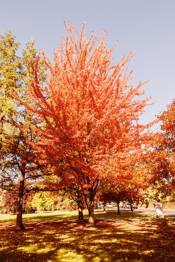 Autumn Colors in Portland, Oregon Stock Image - Image of leaves, autumn ...