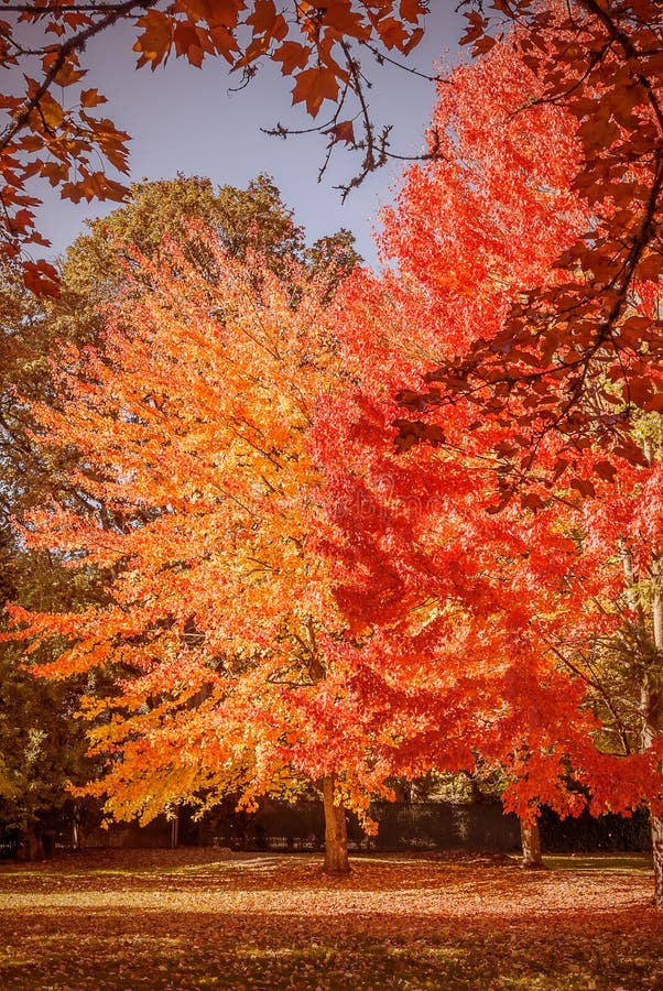 Autumn Colors in Portland, Oregon Stock Image - Image of bright, autumn ...