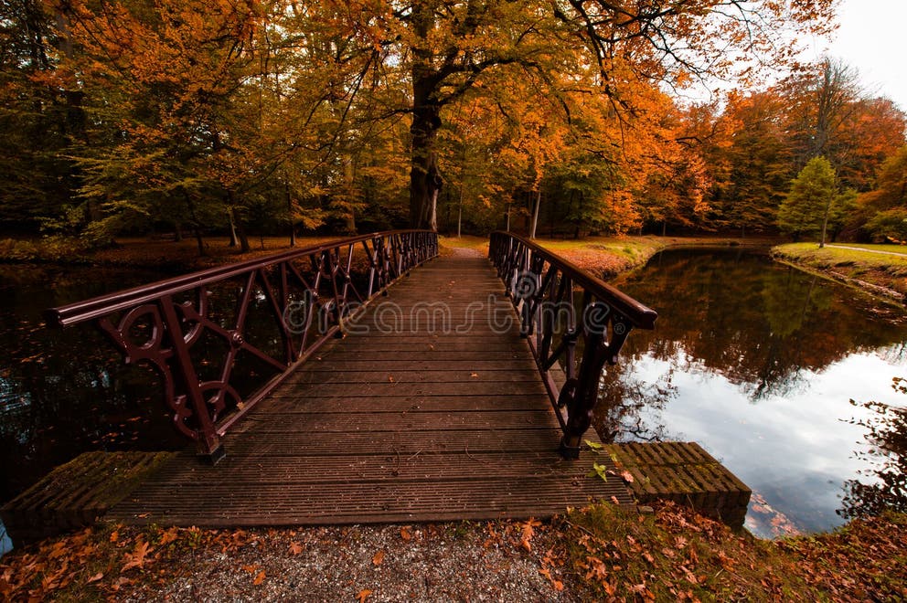 Autumn Colors in the Forest Stock Photo - Image of branches, leafs ...