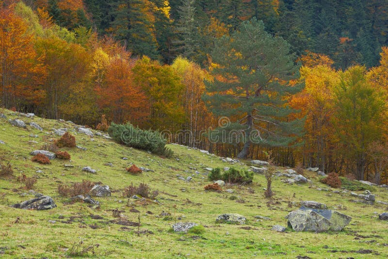 Autumn Colors in the Forest Stock Photo - Image of leaves, autumn: 11827180