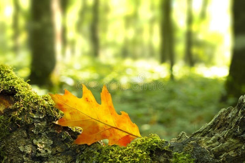 Autumn Colors in the Forest. Falling Yellow Leaves Stock Image - Image ...
