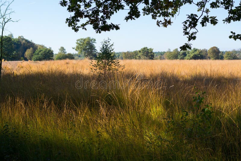 Autumn Colors, Forest and Grass Field Stock Image - Image of season ...