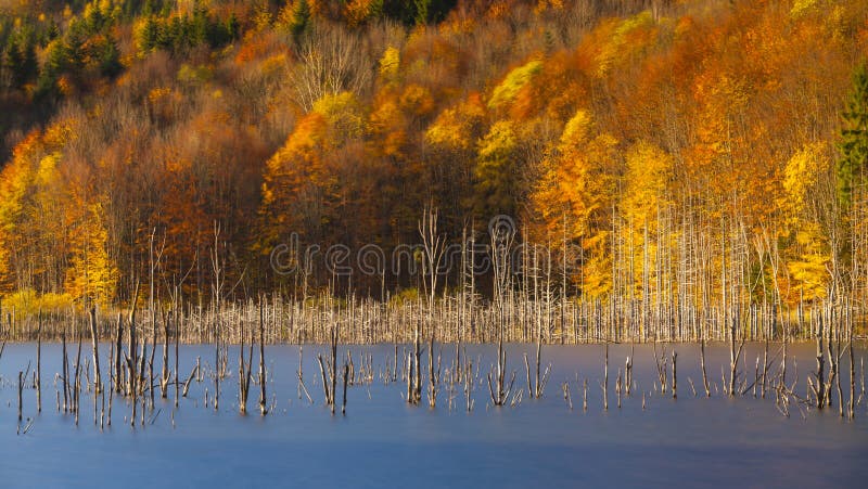 Autumn Colors in a Forest Near a Mountain Lake Stock Image - Image of ...