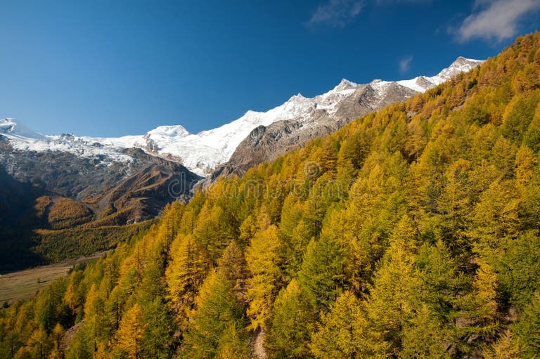 Autumn Colors of the Forest in Saas Fee Stock Image - Image of village ...