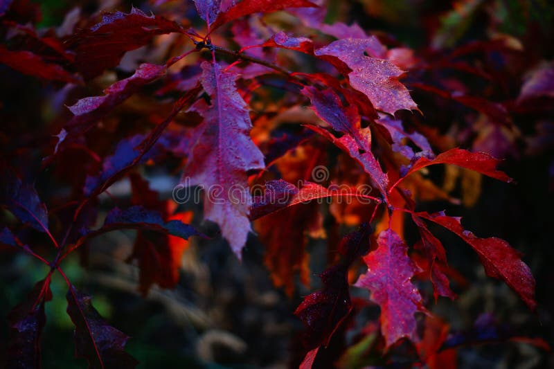 Autumn Colors, Forest, Trees Leaves in October Stock Photo - Image of ...