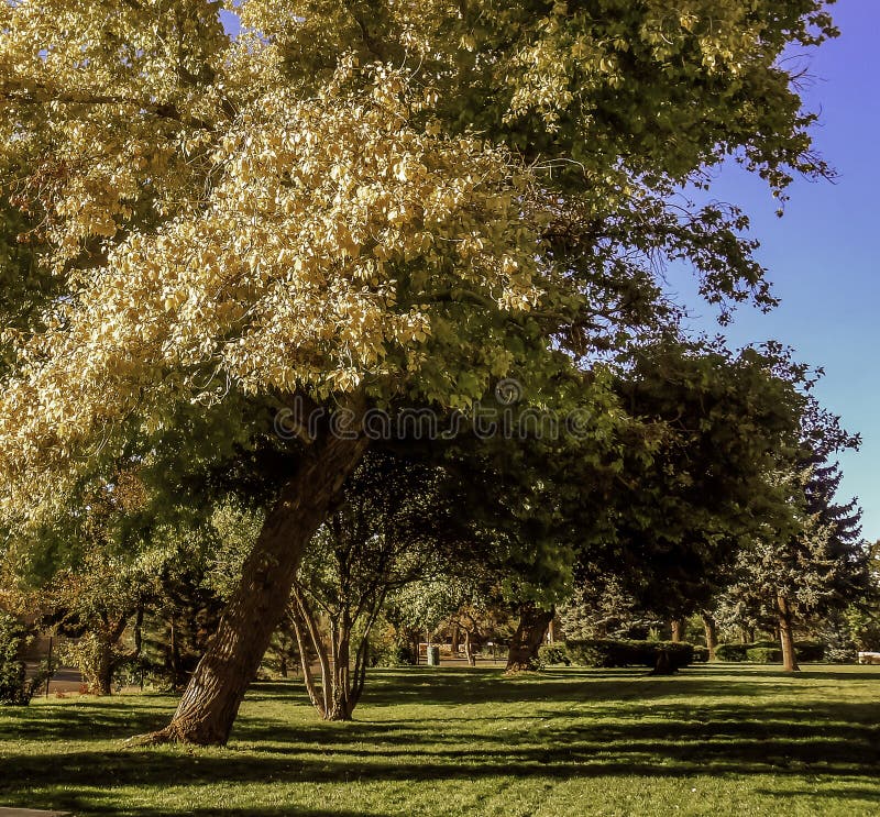 Autumn Colors stock photo. Image of grass, leaves, colorful - 198391482
