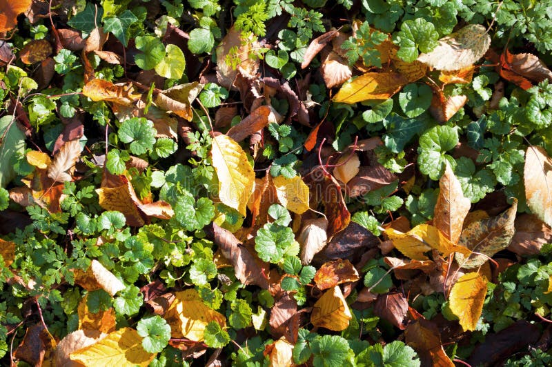 Autumn colors on ground stock photo. Image of foliage - 151674994