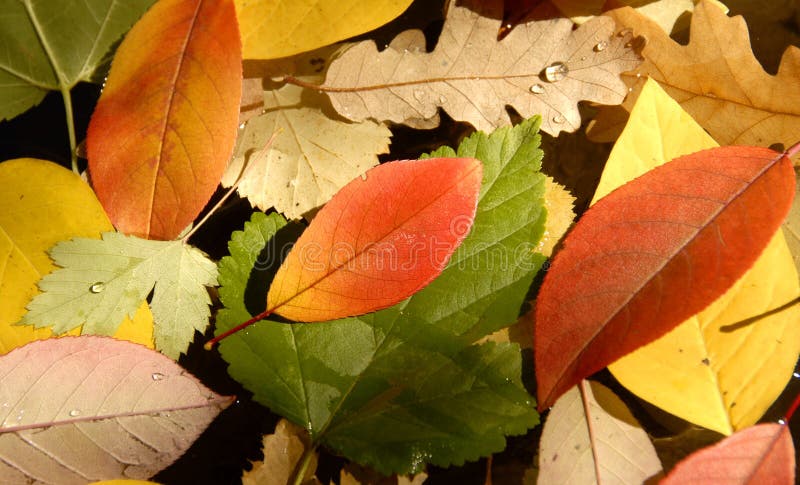 Autumn Colors in Leaves stock image. Image of harvest - 6651133