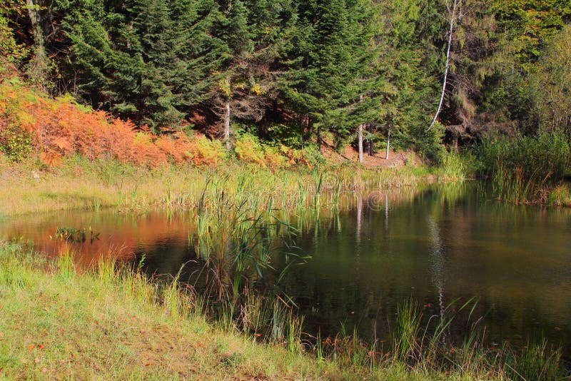 Autumn colors stock photo. Image of autumn, forest, natural - 46088018