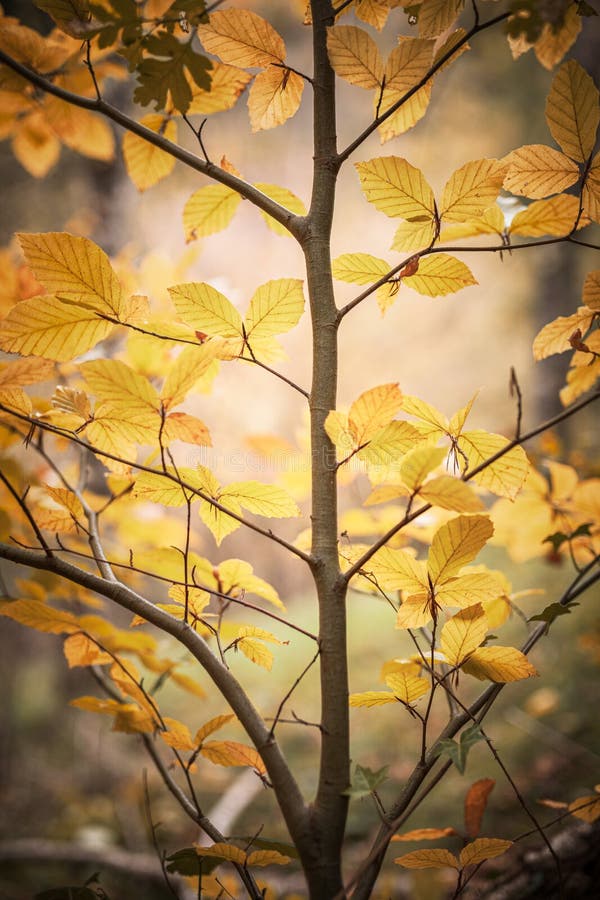Ambient Light through the Trees in the Autumn Forest Stock Photo ...