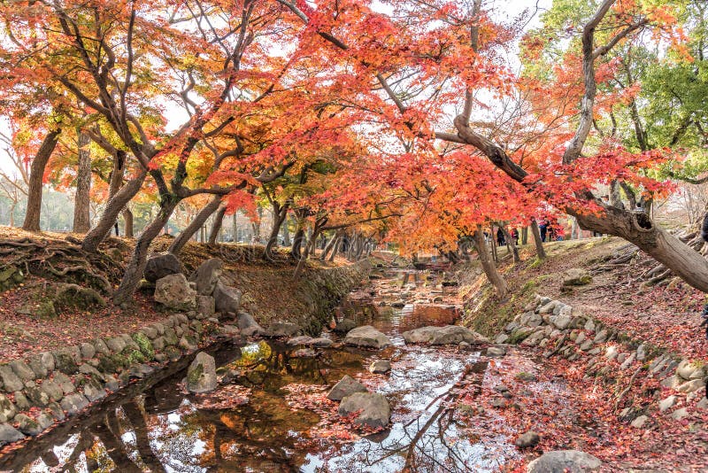 Autumn Colors of Leaves of Trees Above Small Stream Stock Image - Image ...