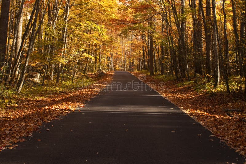 Autumn colors line a road stock photo. Image of road - 20284670