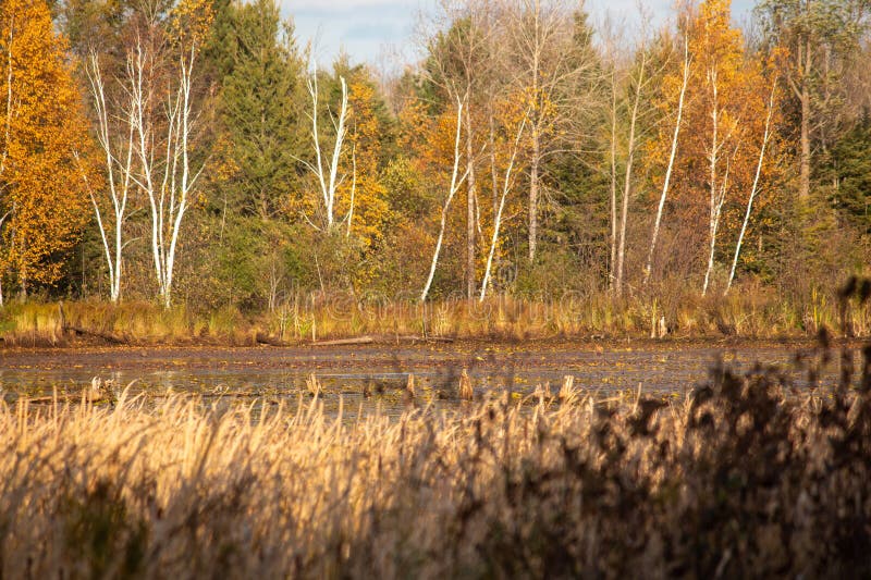 11,304 Michigan Forest Stock Photos - Free & Royalty-Free Stock Photos ...