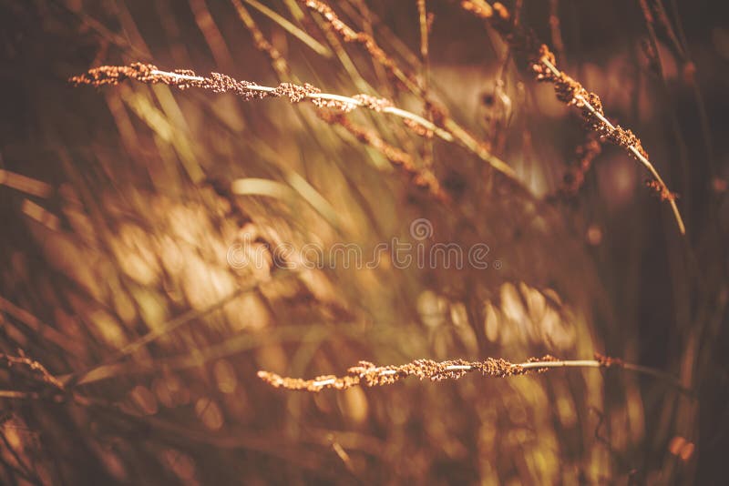 Autumn Colors - Native Grasses Glow in Afternoon Light Stock Image ...