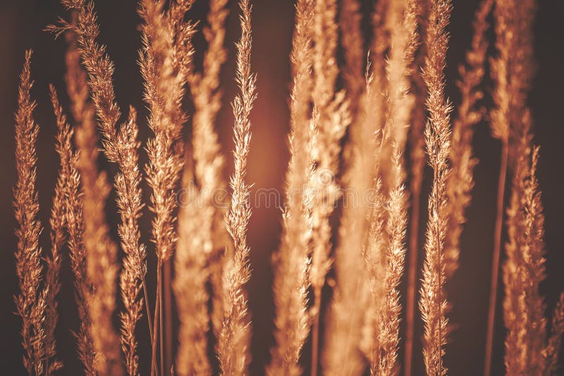 Autumn Colors - Native Grasses Glow in Afternoon Light Stock Image ...