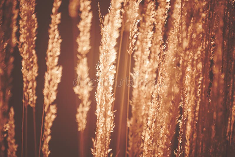 Autumn Colors - Native Grasses Glow in Afternoon Light Stock Image ...
