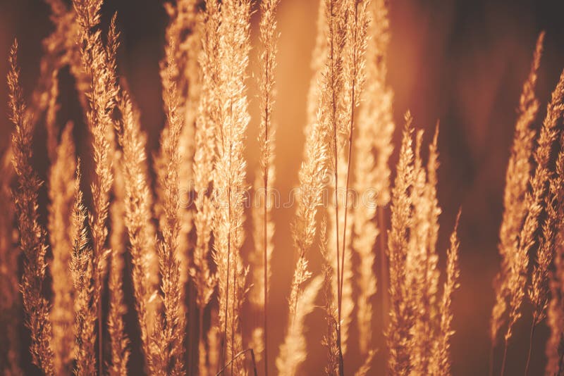 Autumn Colors - Native Grasses Glow in Afternoon Light Stock Image ...