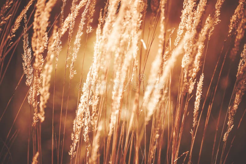 Autumn Colors - Native Grasses Glow in Afternoon Light Stock Photo ...