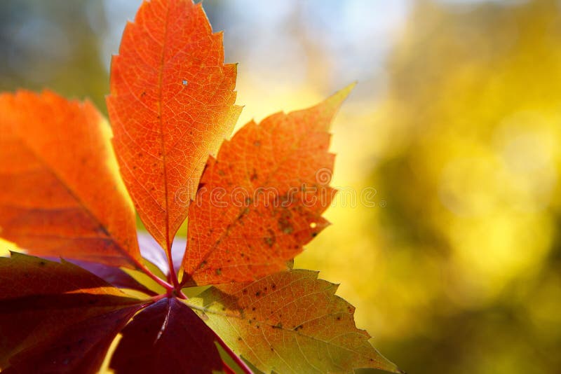 Autumn Colors in October. Red Leaves with Blur Background Stock Image ...