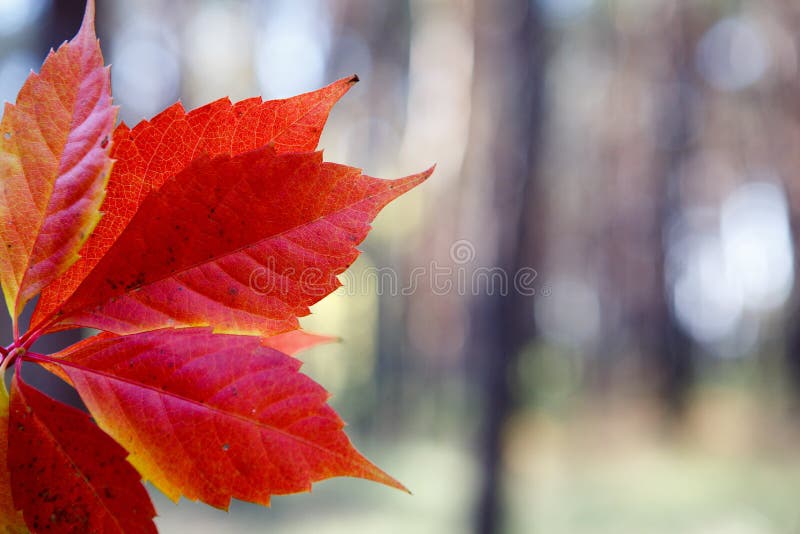 Autumn Colors in October. Red Leaves with Blur Background Stock Image ...