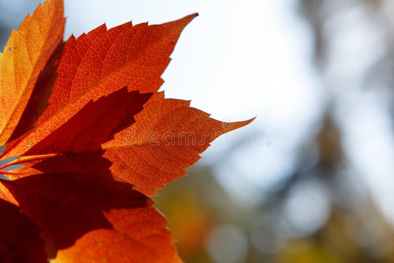 Autumn Colors in October. Red Leaves with Blur Background Stock Photo ...