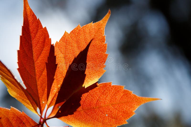 Autumn Colors in October. Red Leaves with Blur Background Stock Image ...